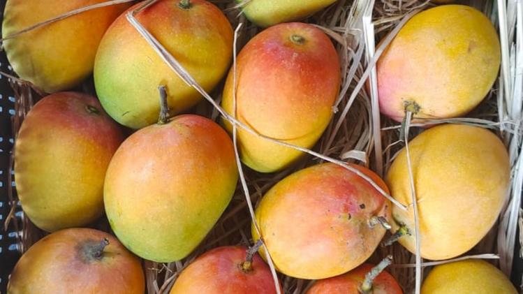 All varieties of mango are popular not only in the country but also all ...
